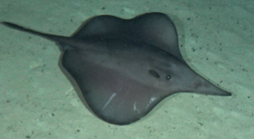 Oceanography graduate student dives into the Deep with OceanTalk—Sharks ...